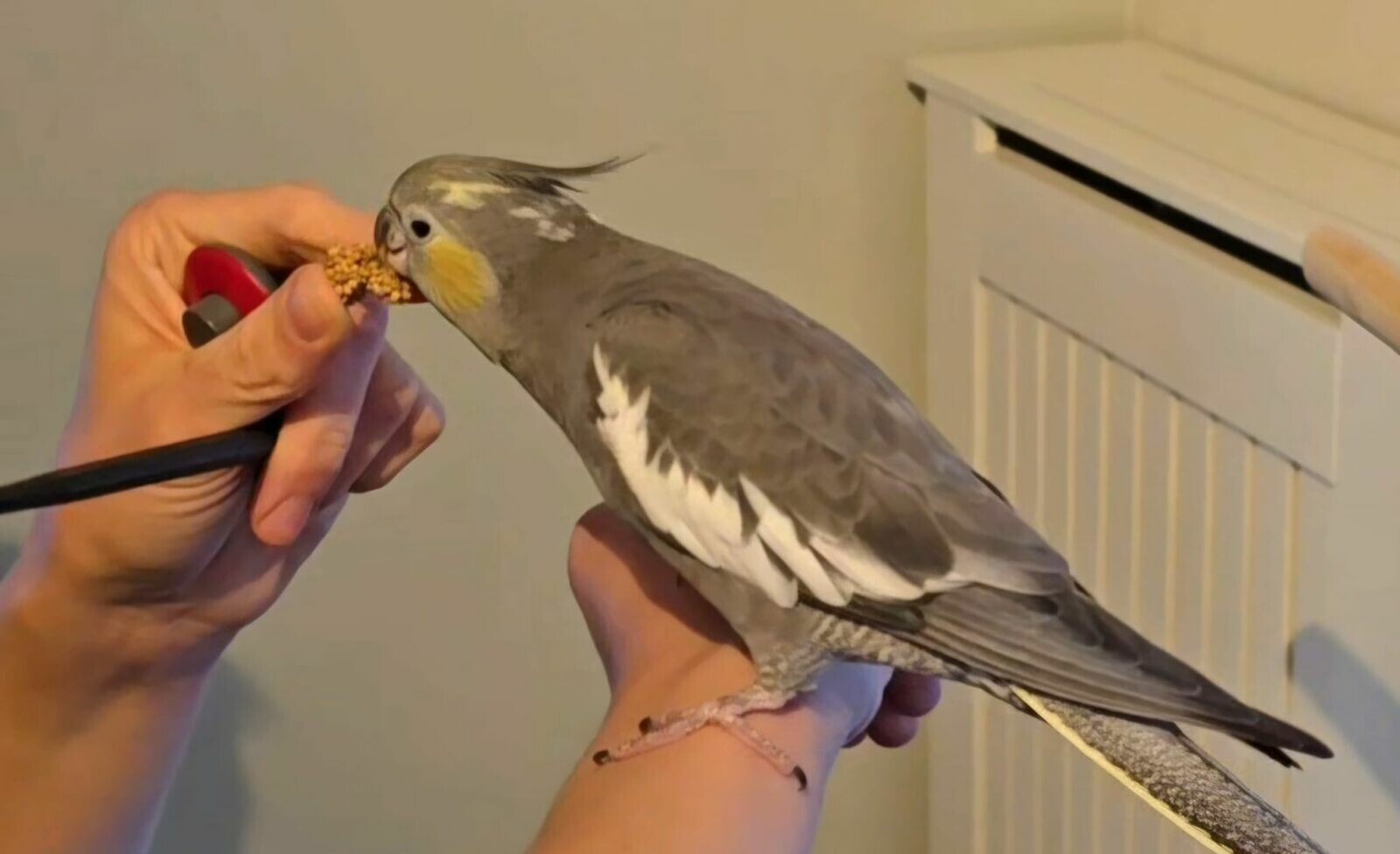 Target training - Feather Therapy