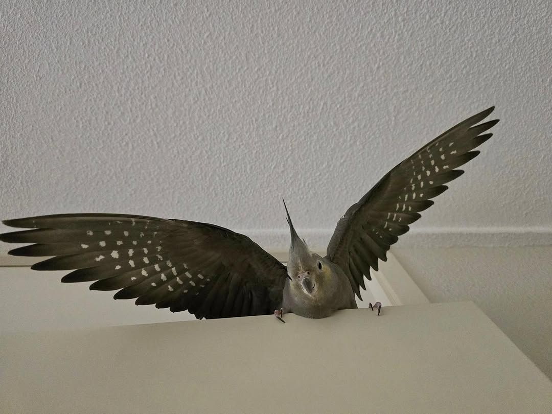 Kortwieken - Feather Therapy