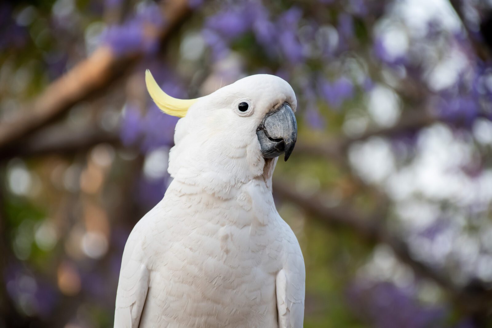 Contact - Feather Therapy