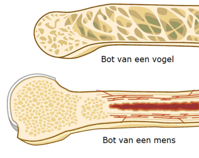 Het ademhalingssysteem en skelet van vogels - Feather Therapy