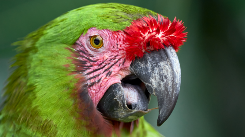 Hormonen en broeds gedrag - Feather Therapy