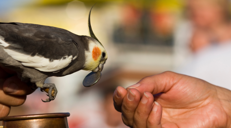 Tarieven - Feather Therapy